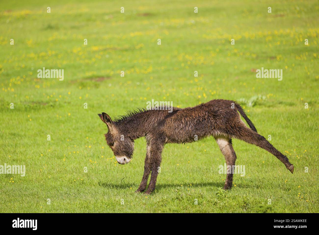 A mixed breed donkey foal stands in a meadow and stretches itself Stock ...