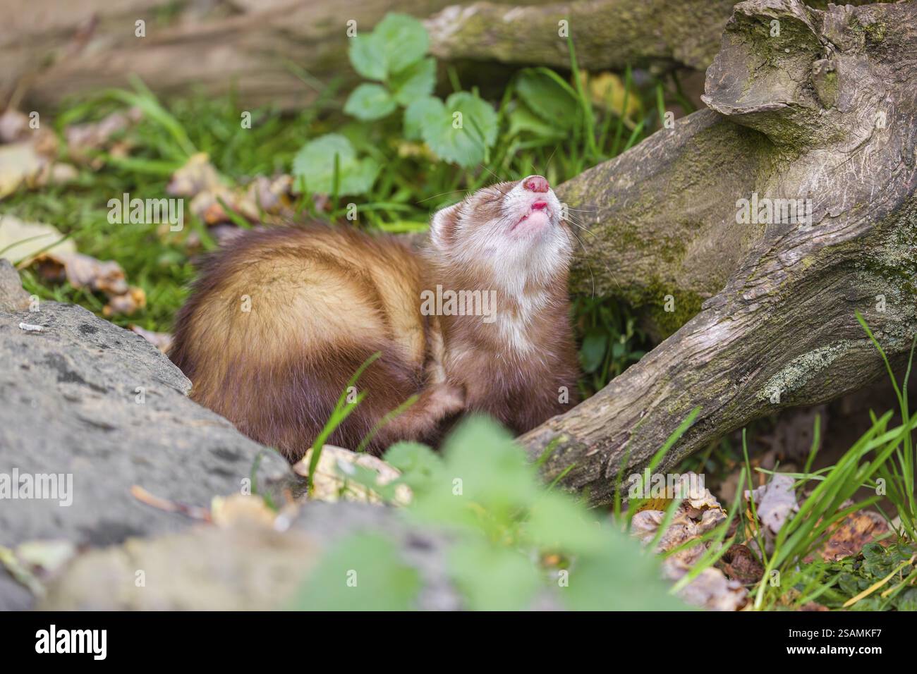 A male ferret (Mustela putorius furo) sits at a dead root of a tree ...