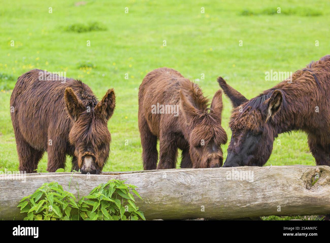 Three adult mixed breed donkey drink water from a trough Stock Photo ...