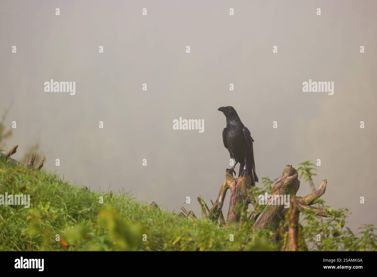 Two common ravens corvus hi-res stock photography and images - Alamy