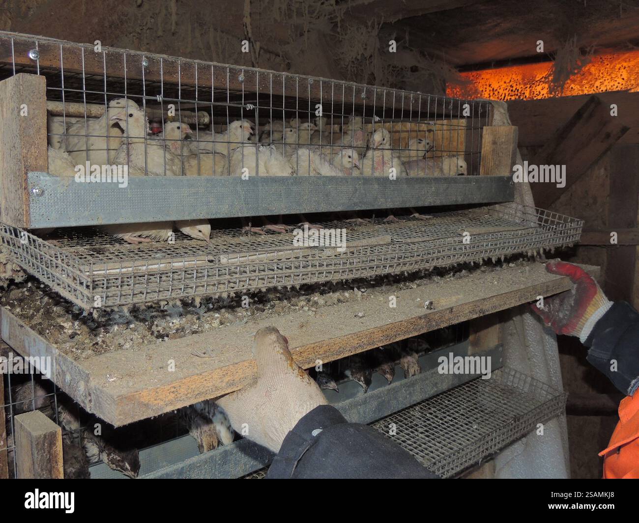 Quail droppings hi-res stock photography and images - Alamy