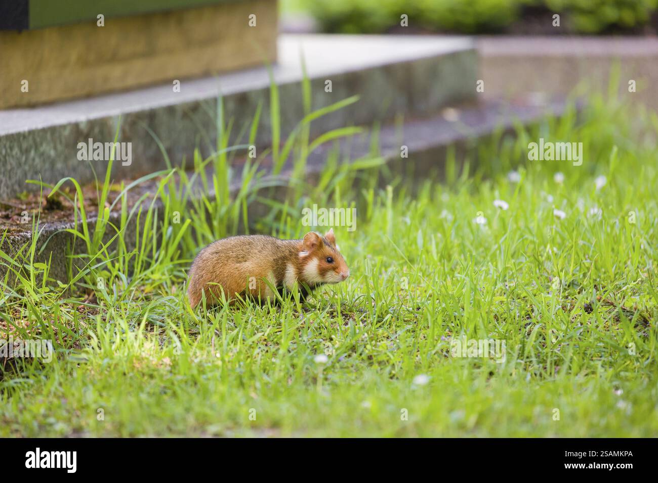 A European hamster (Cricetus cricetus), Eurasian hamster, black-bellied ...
