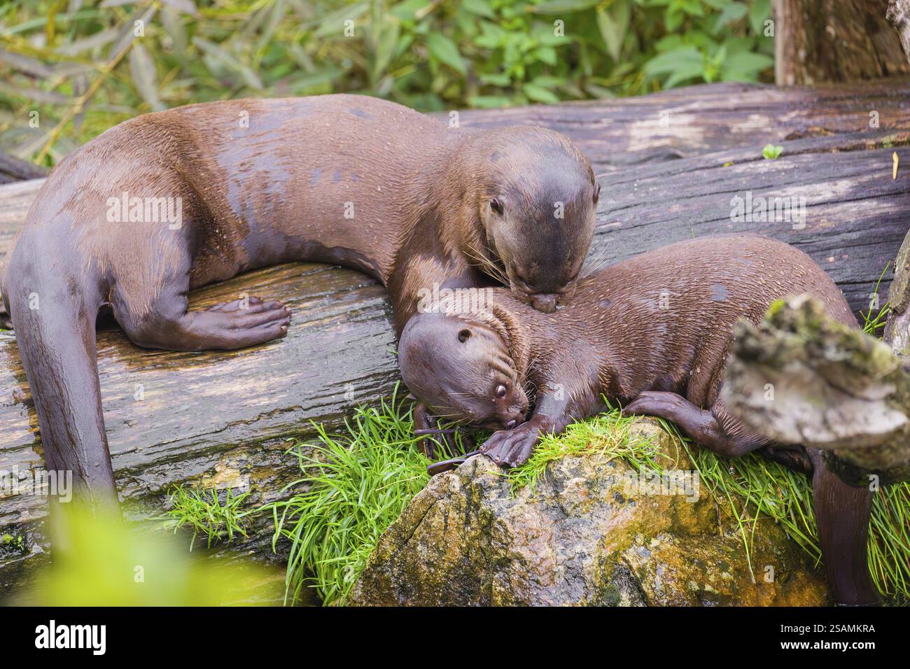Two giant otter or giant river otter (Pteronura brasiliensis) play with sunglasses on a mossy ...