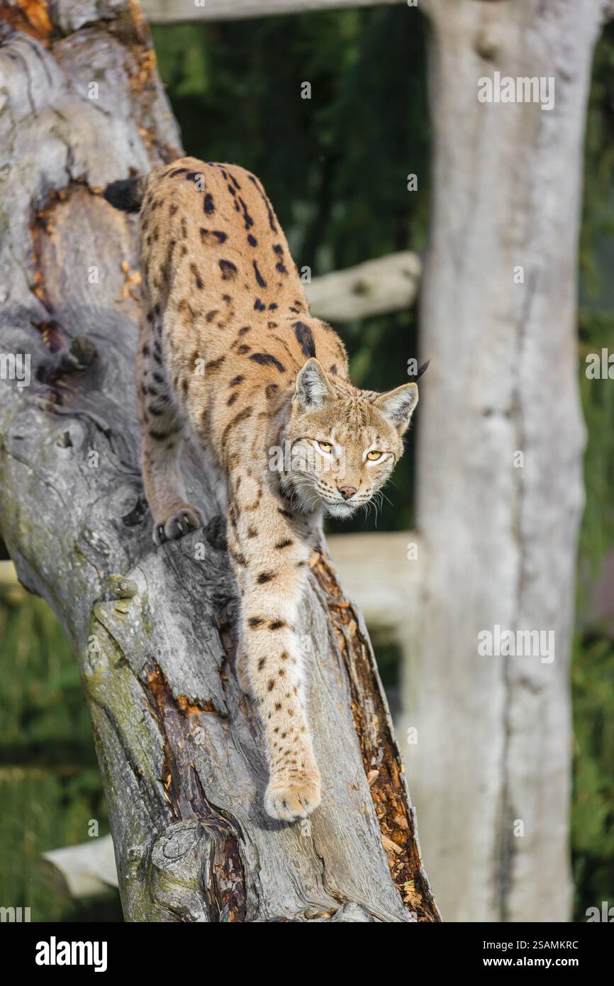 A Eurasian lynx (Lynx lynx) runs down a dead tree lying at an angle ...