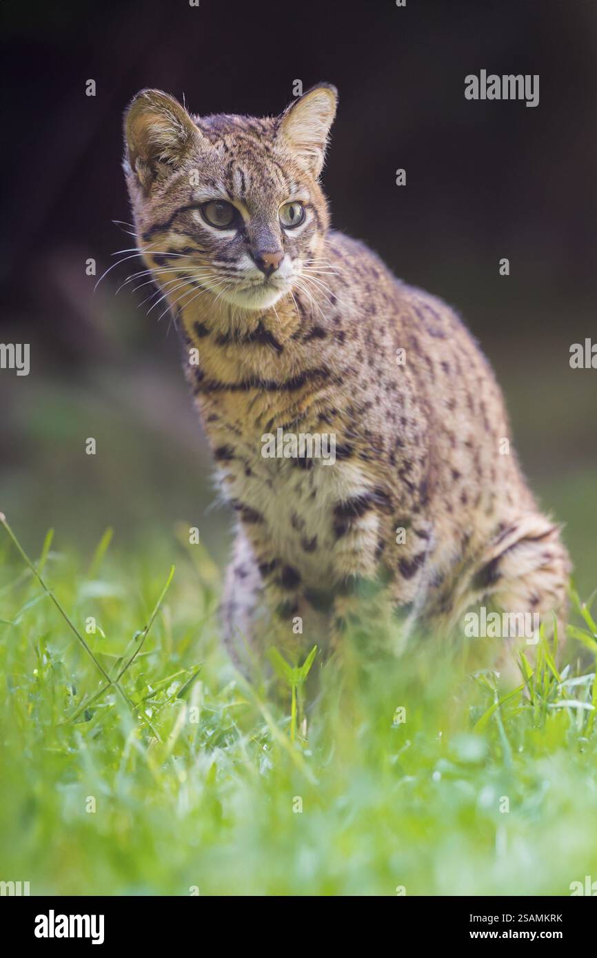 Portrait of a Geoffroy's cat (Leopardus geoffroyi Stock Photo - Alamy