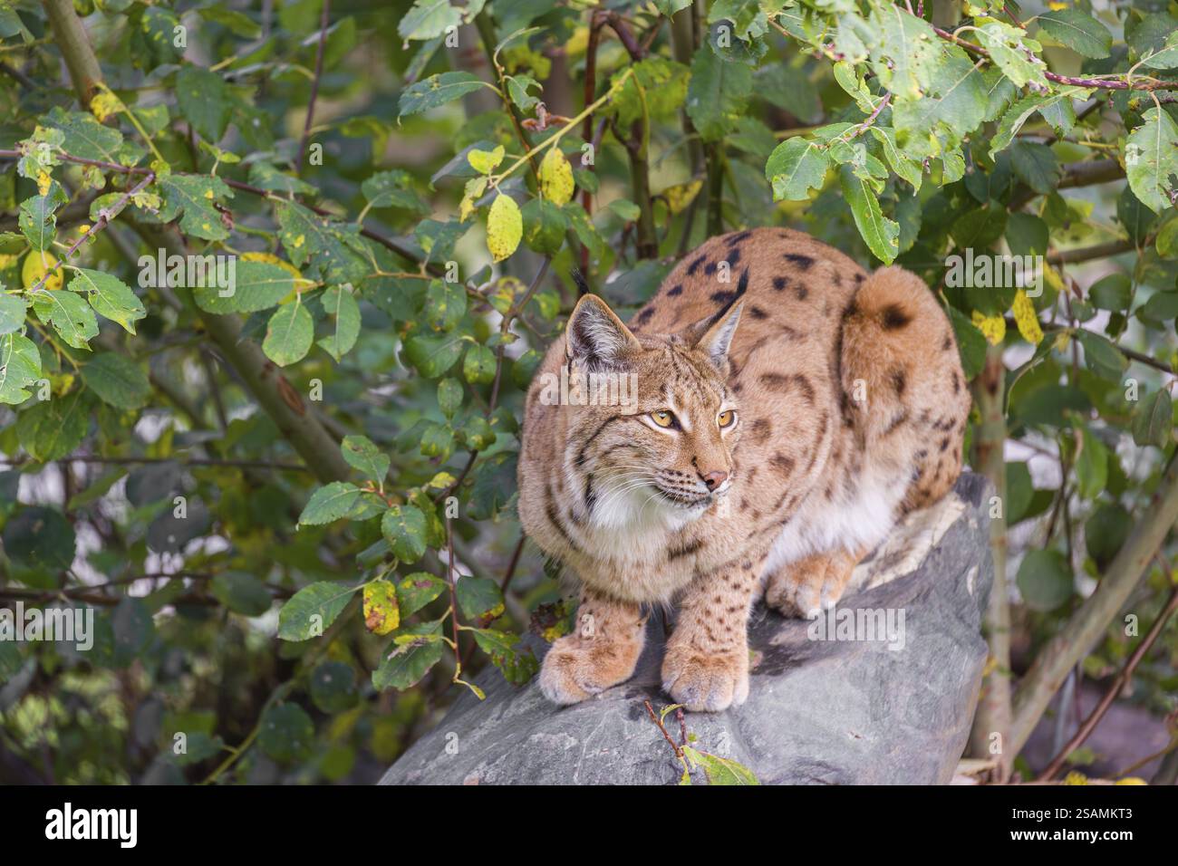 A Eurasian lynx (Lynx lynx) sits on a rock under a bush Stock Photo - Alamy