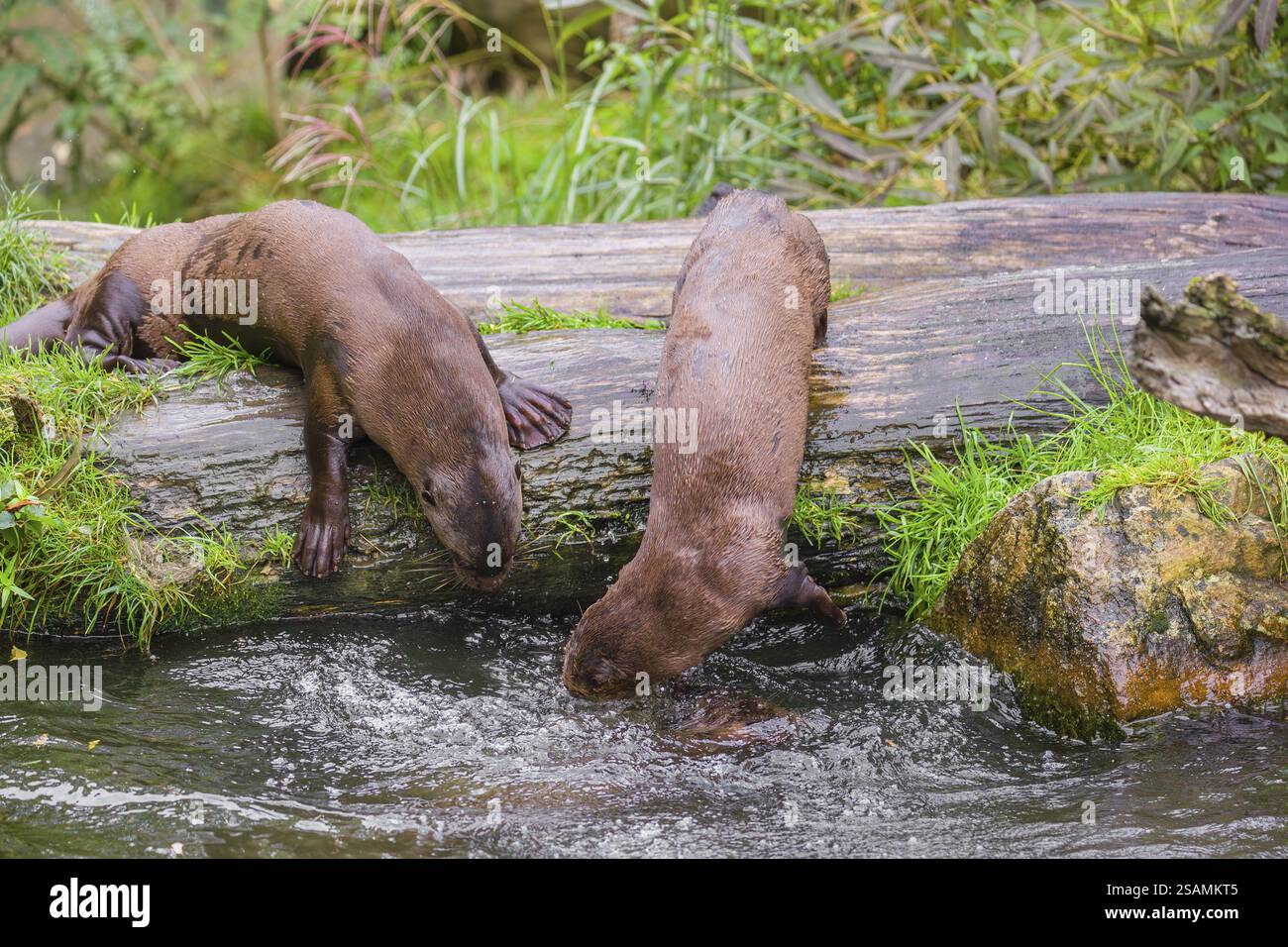 Two giant otter or giant river otter (Pteronura brasiliensis) play on a mossy rotten tree lying ...