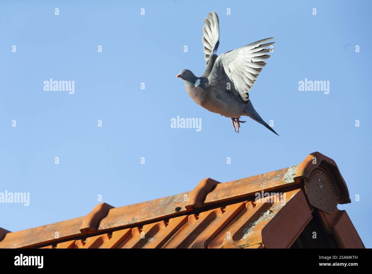 Wood Pigeon (Columba palumbus), adult bird in flight, taking off from a ...