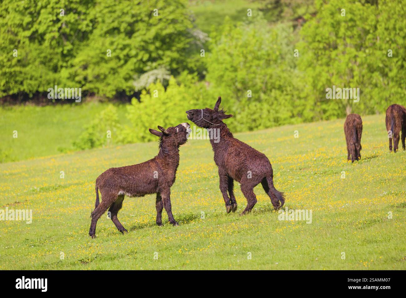 Two mixed breed donkey stallions fight Stock Photo - Alamy