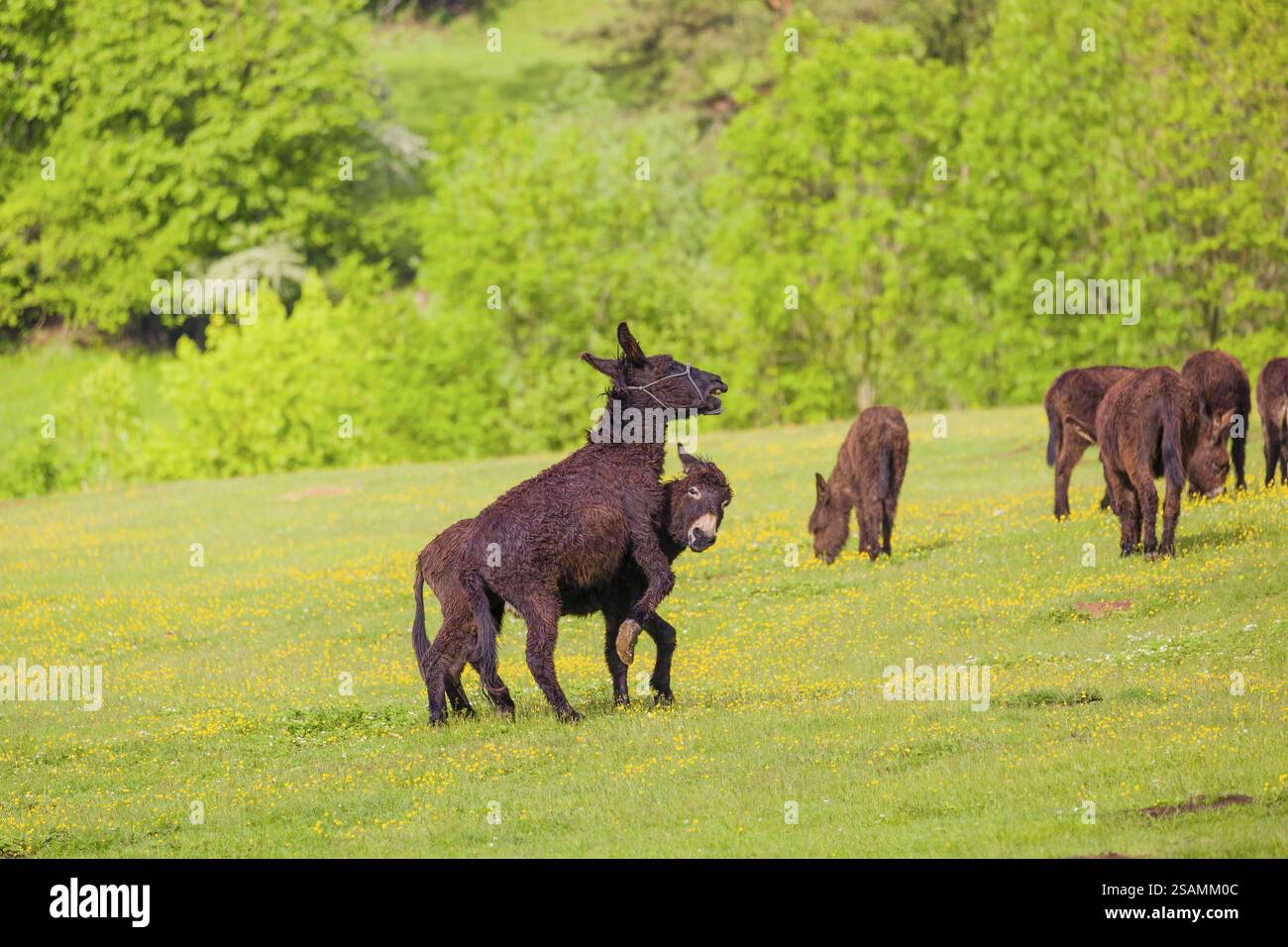 Two mixed breed donkey stallions fight Stock Photo - Alamy