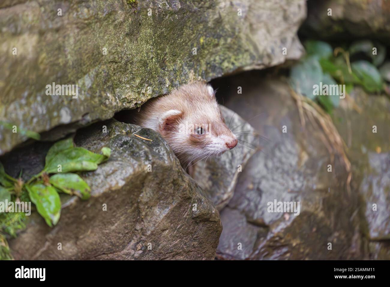 A male ferret (Mustela putorius furo) looks out from a crevice Stock ...
