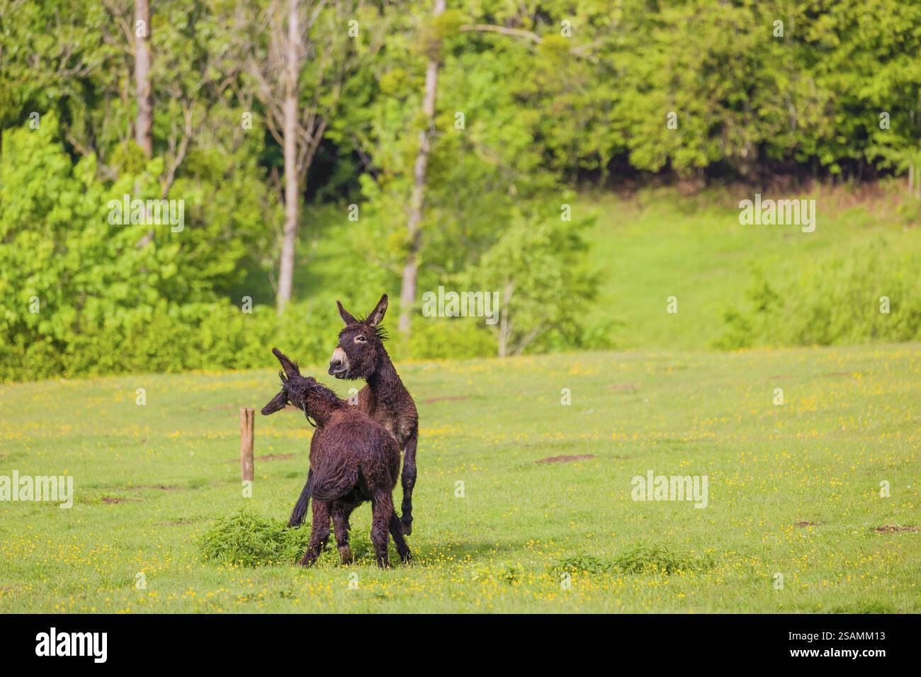 Two mixed breed donkey stallions fight Stock Photo - Alamy