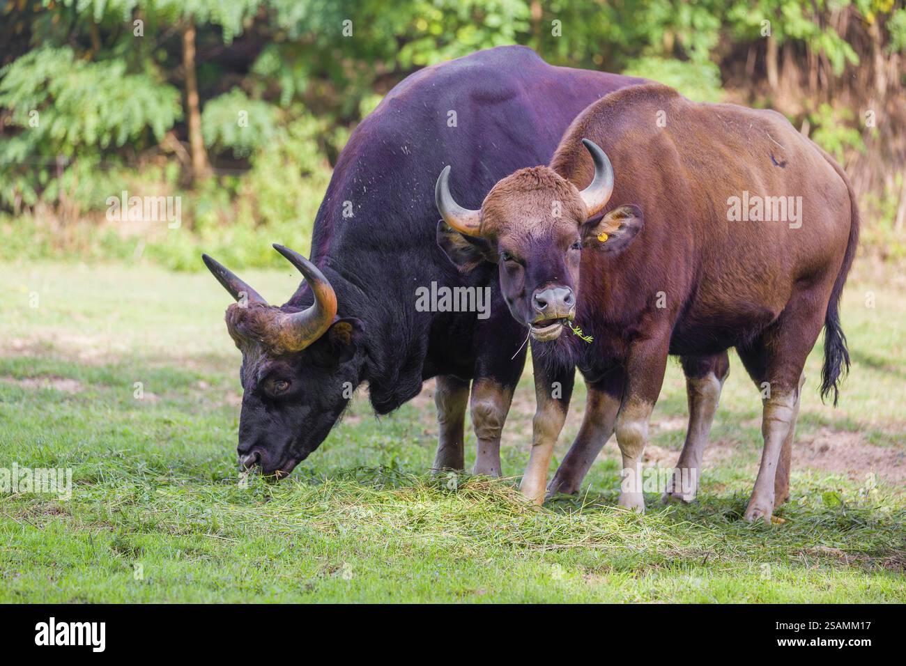 A male and a female Gaur (Bos gaurus gaurus) stand side by side on a ...