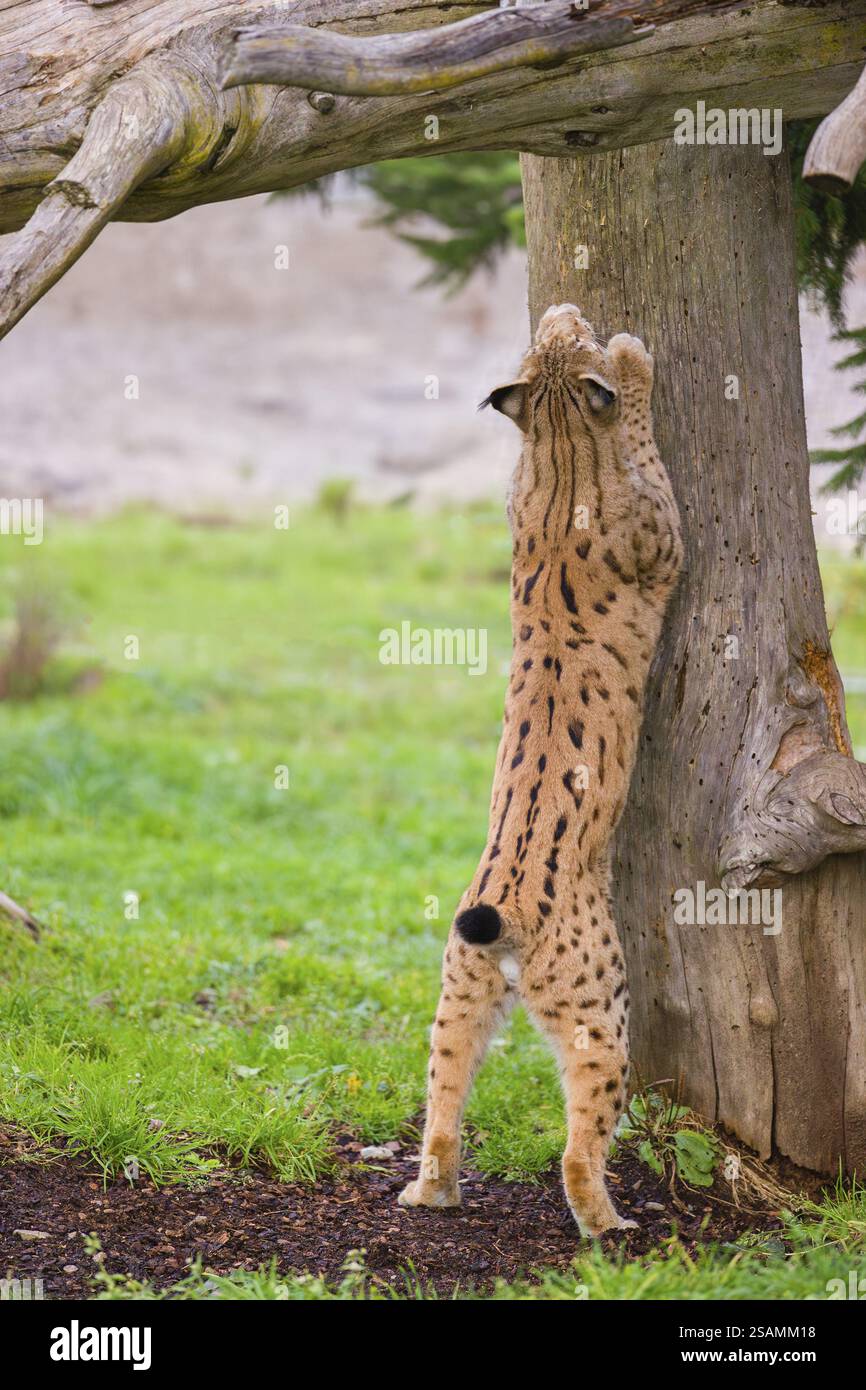 A Eurasian lynx (Lynx lynx) sharpens his claws on a dead tree Stock ...