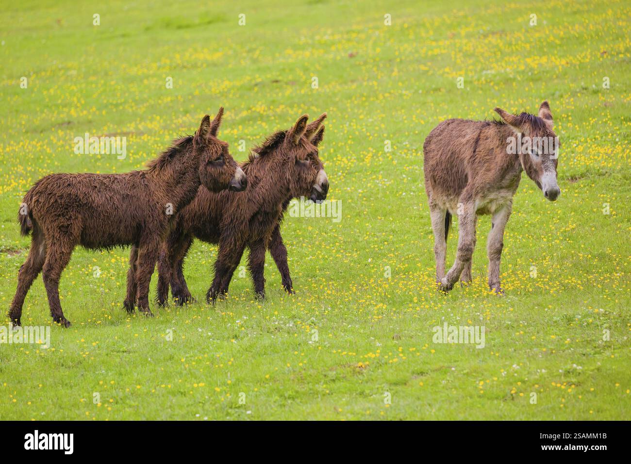 Three mixed breed donkey foals walk side by side to a bad tempered ...