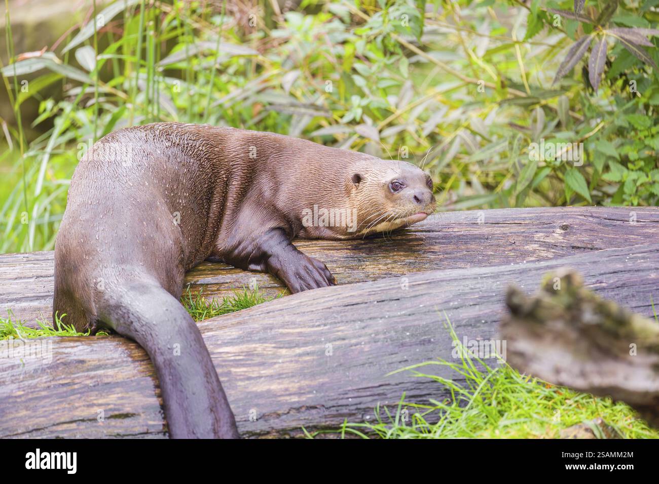 A giant otter or giant river otter (Pteronura brasiliensis) lies on a ...