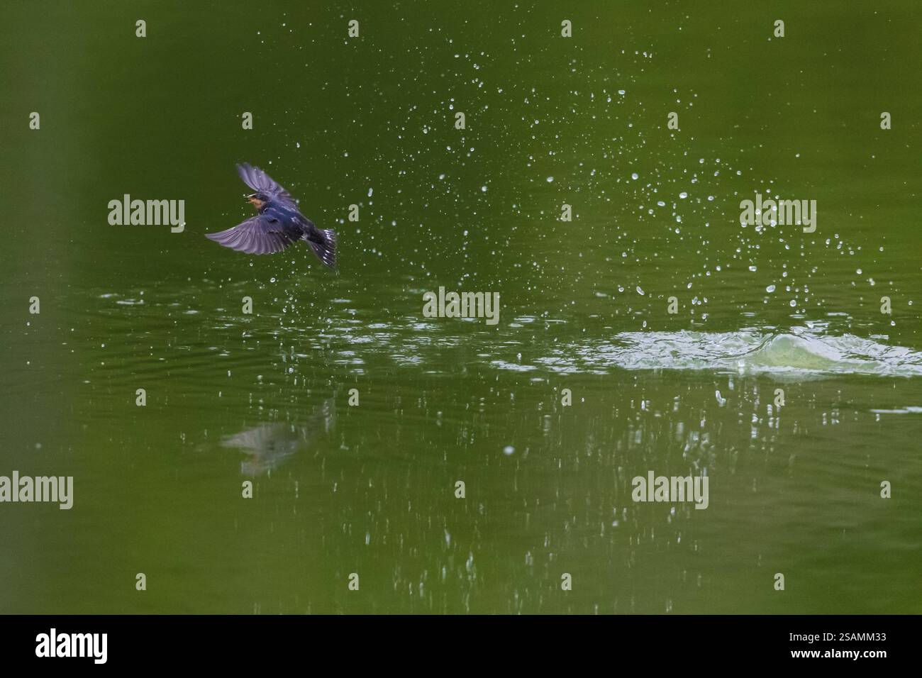 Barn Swallow (Hirundo rustica), juvenile bird, in flight, raising from ...