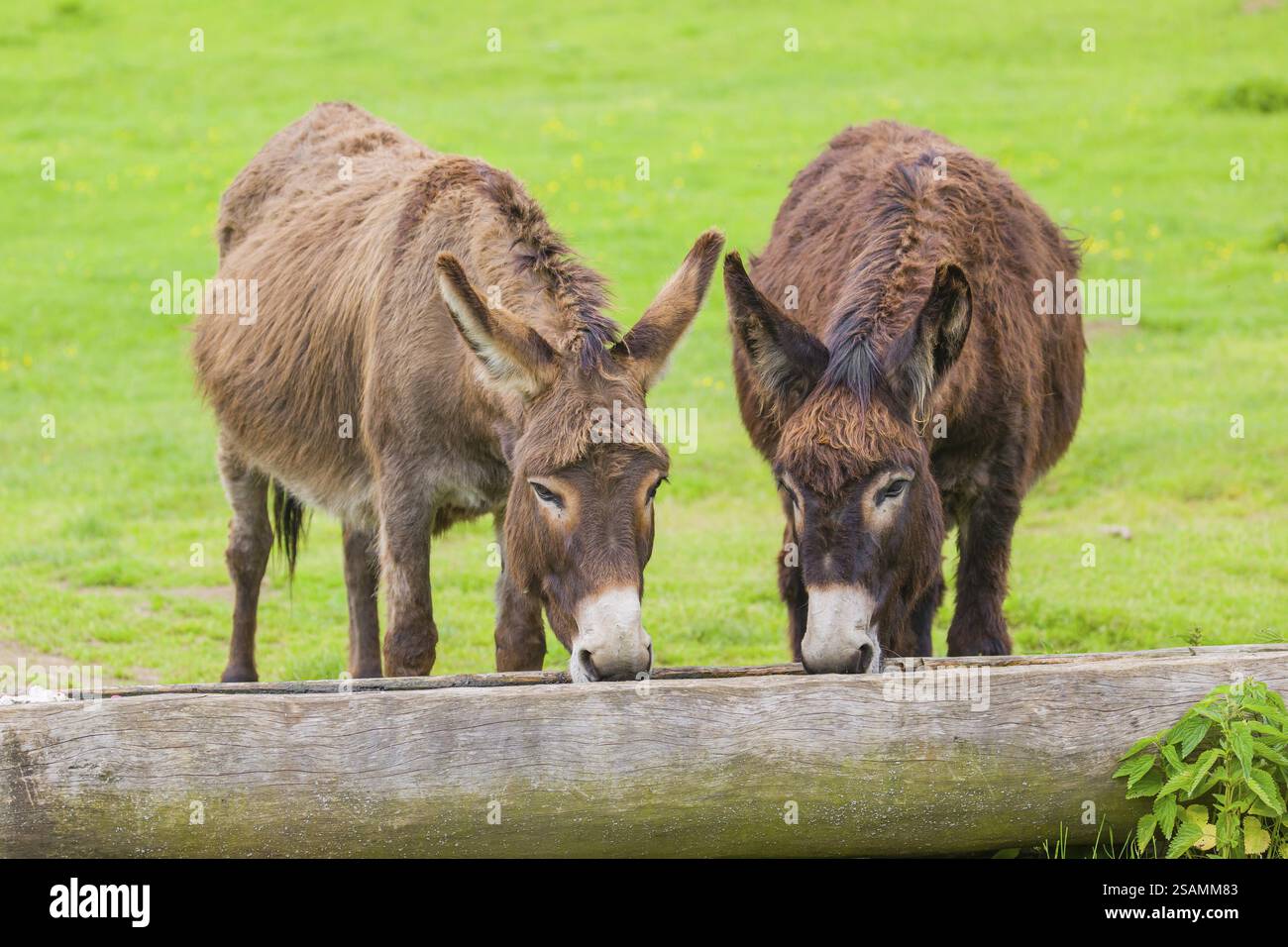 Two adult mixed breed donkey drink water from a trough Stock Photo - Alamy