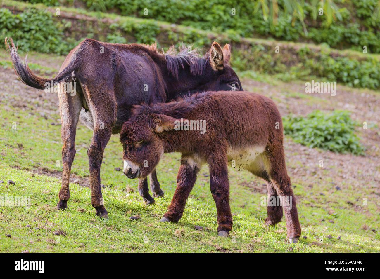 A female domestic donkey, Equus (africanus) asinus nurses her young on a green paddock Stock ...