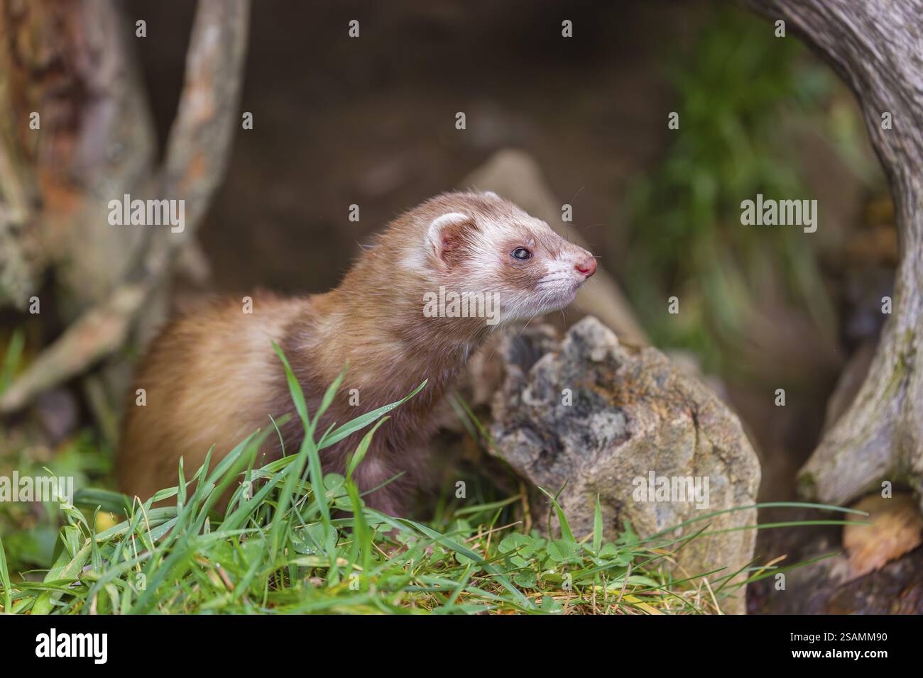 A male ferret (Mustela putorius furo) stands in grass between dead ...