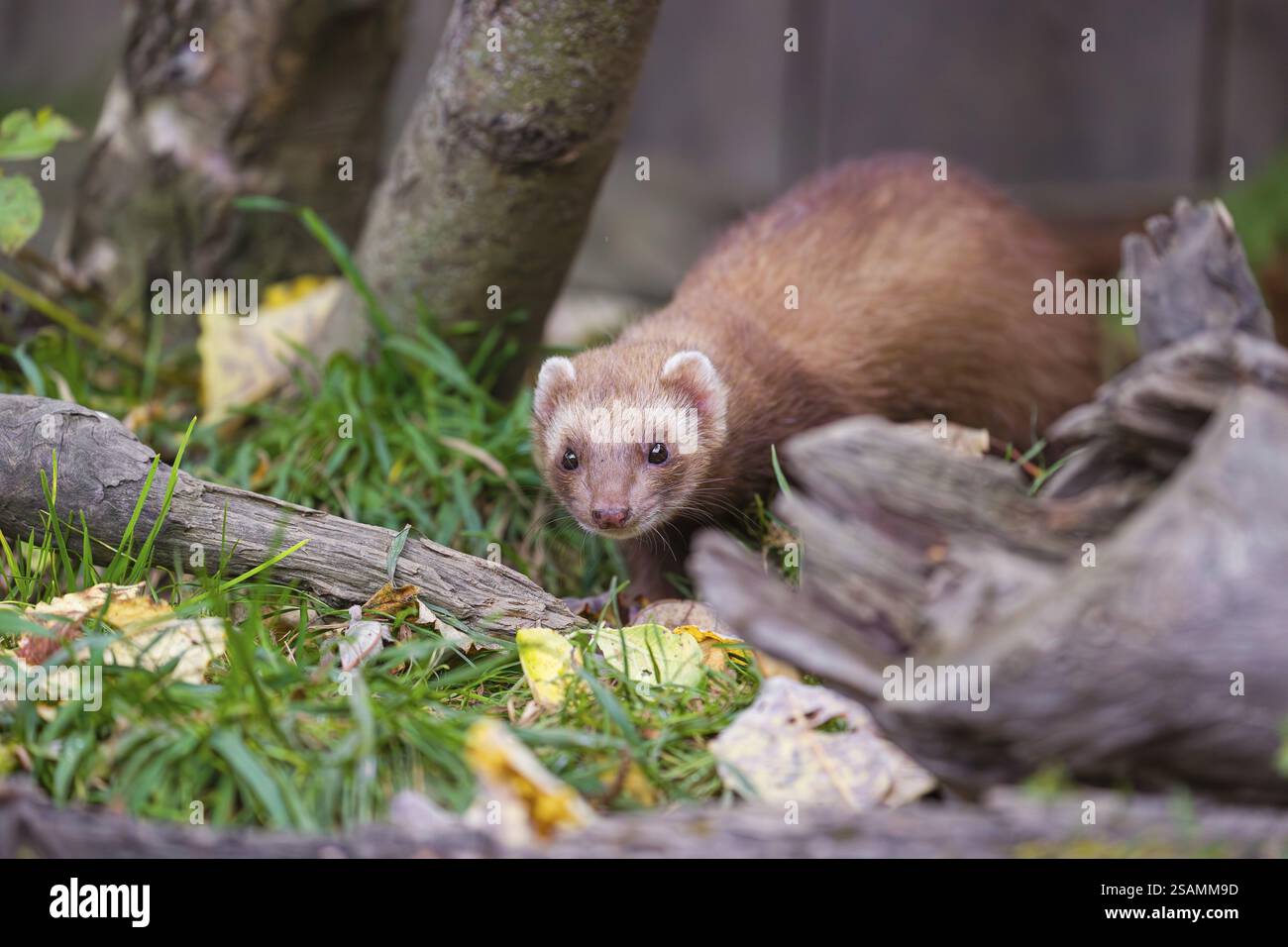 A male ferret (Mustela putorius furo) stands between dead trunks of ...