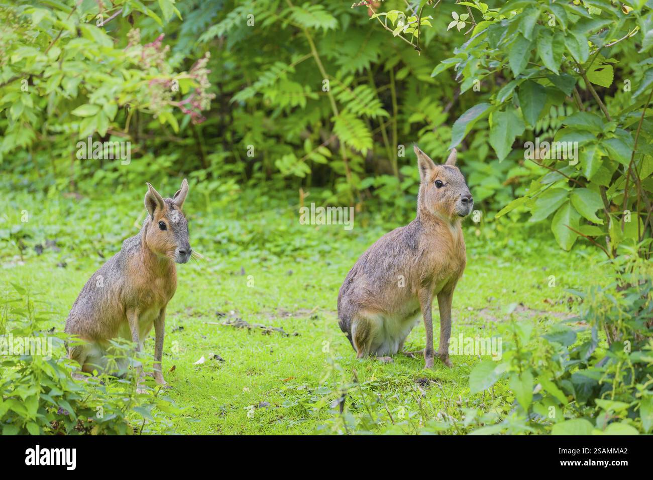 Two Patagonian maras (Dolichotis patagonum) sit on a meadow, surrounded ...