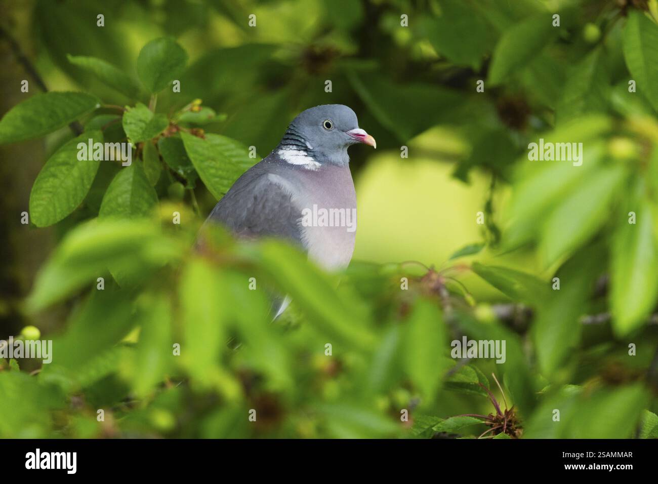 Wood Pigeon (Columba palumbus), adult bird, perched in a Cherry tree ...