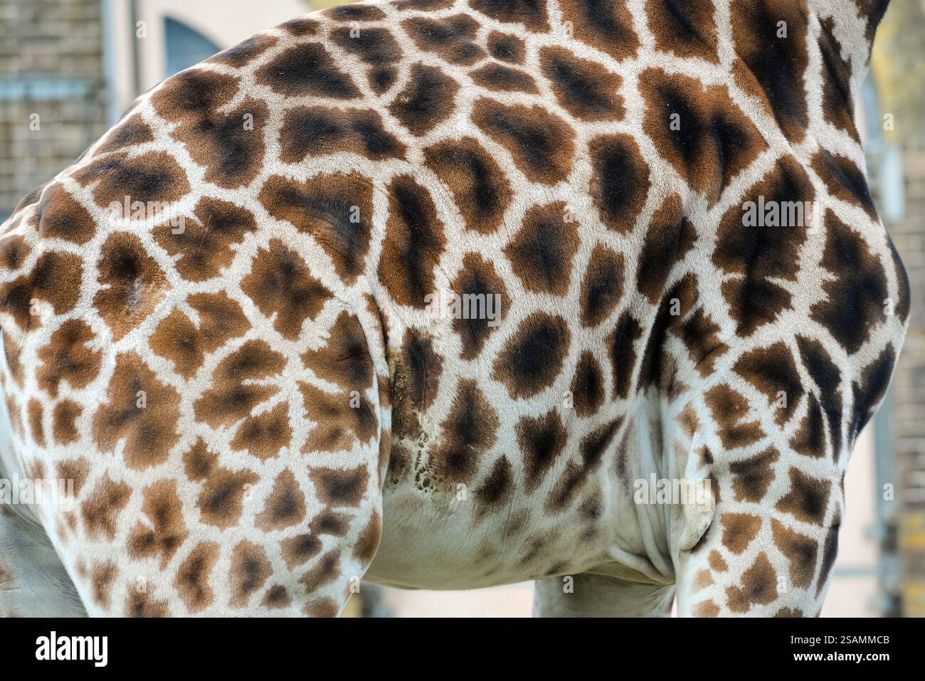 Mottled skin hi-res stock photography and images - Alamy