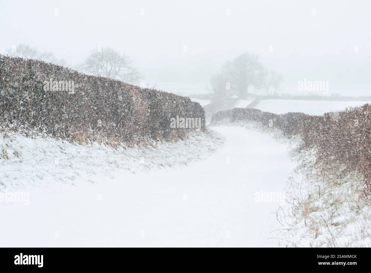 Falling snow in winter landscape hi-res stock photography and images ...