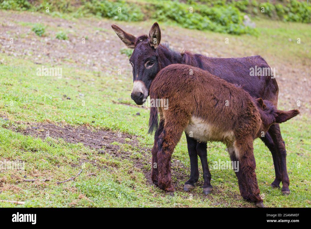 A female domestic donkey, Equus (africanus) asinus nurses her young on ...