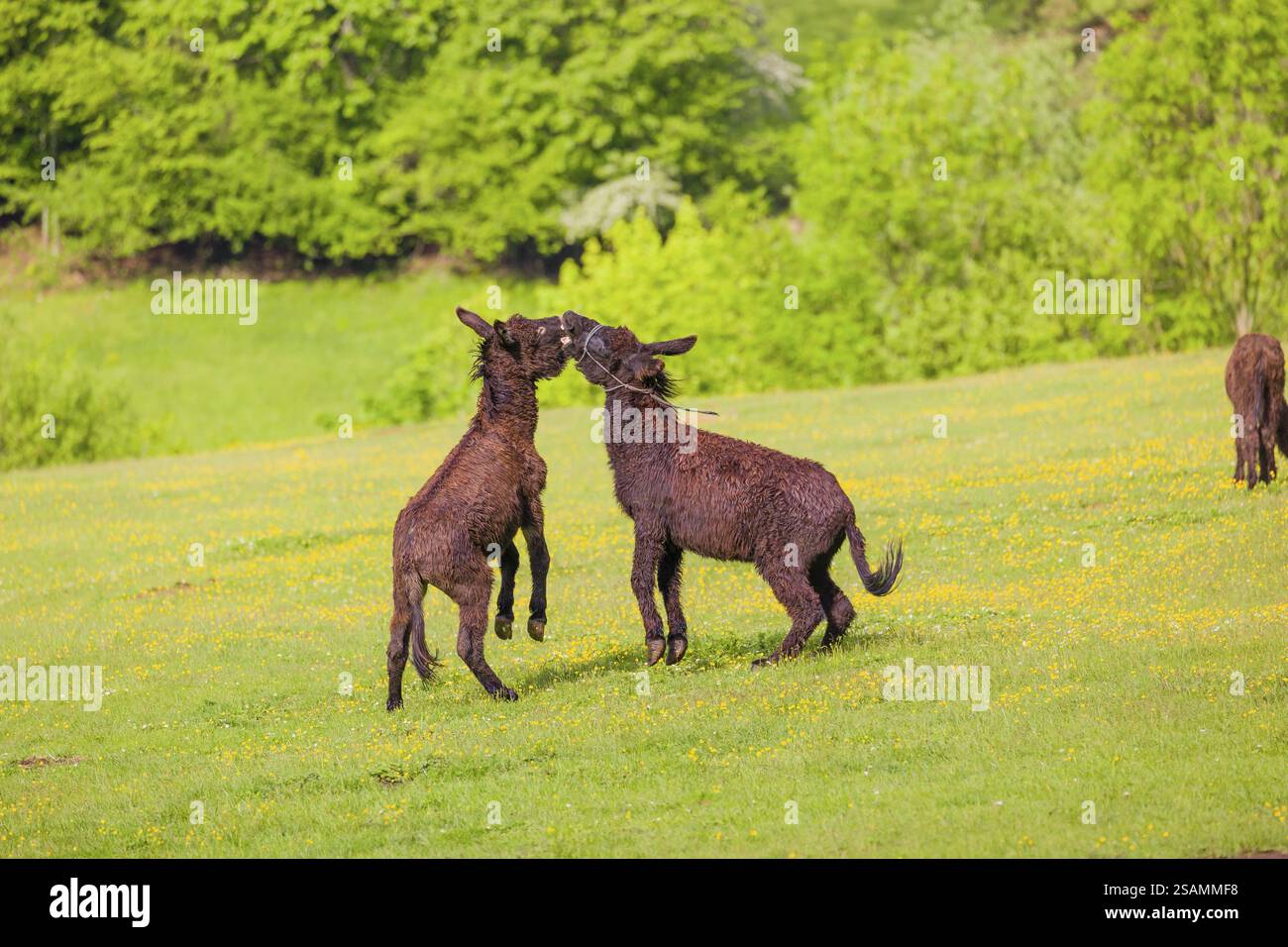 Two mixed breed donkey stallions fight Stock Photo - Alamy