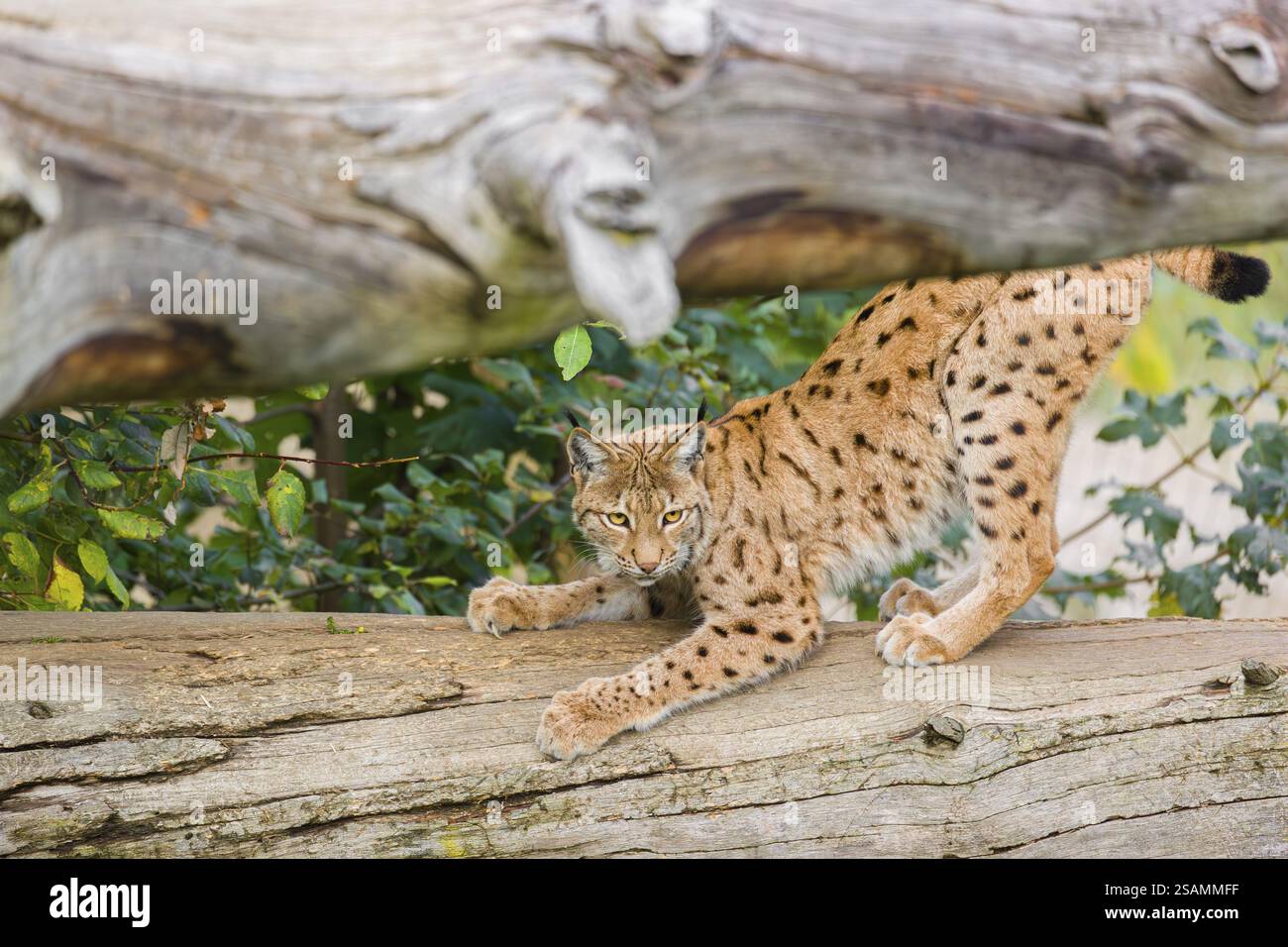 A Eurasian lynx (Lynx lynx) sharpens his claws on a dead tree lying on ...