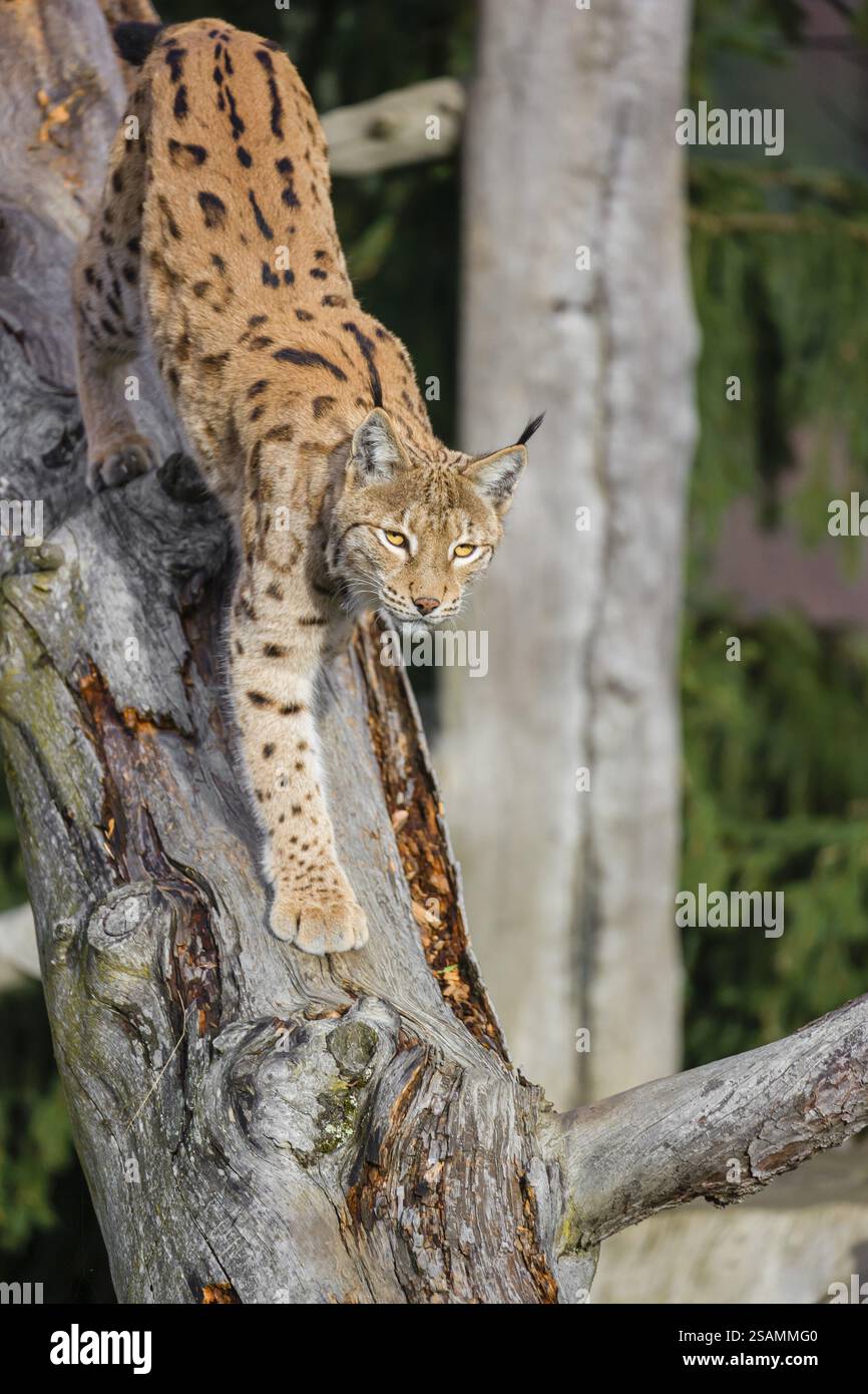 A Eurasian lynx (Lynx lynx) runs down a dead tree lying at an angle ...