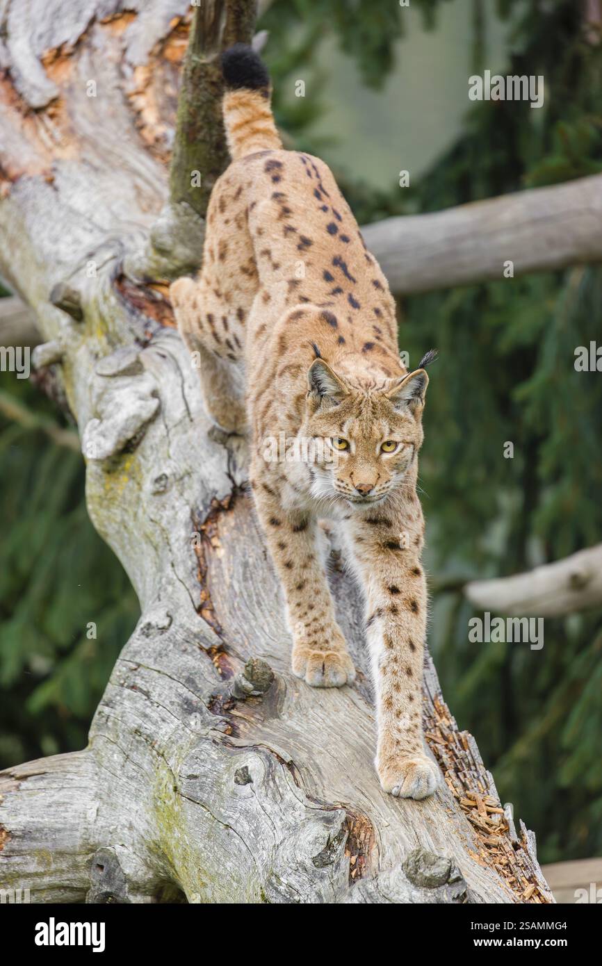 A Eurasian lynx (Lynx lynx) runs down a dead tree lying at an angle ...