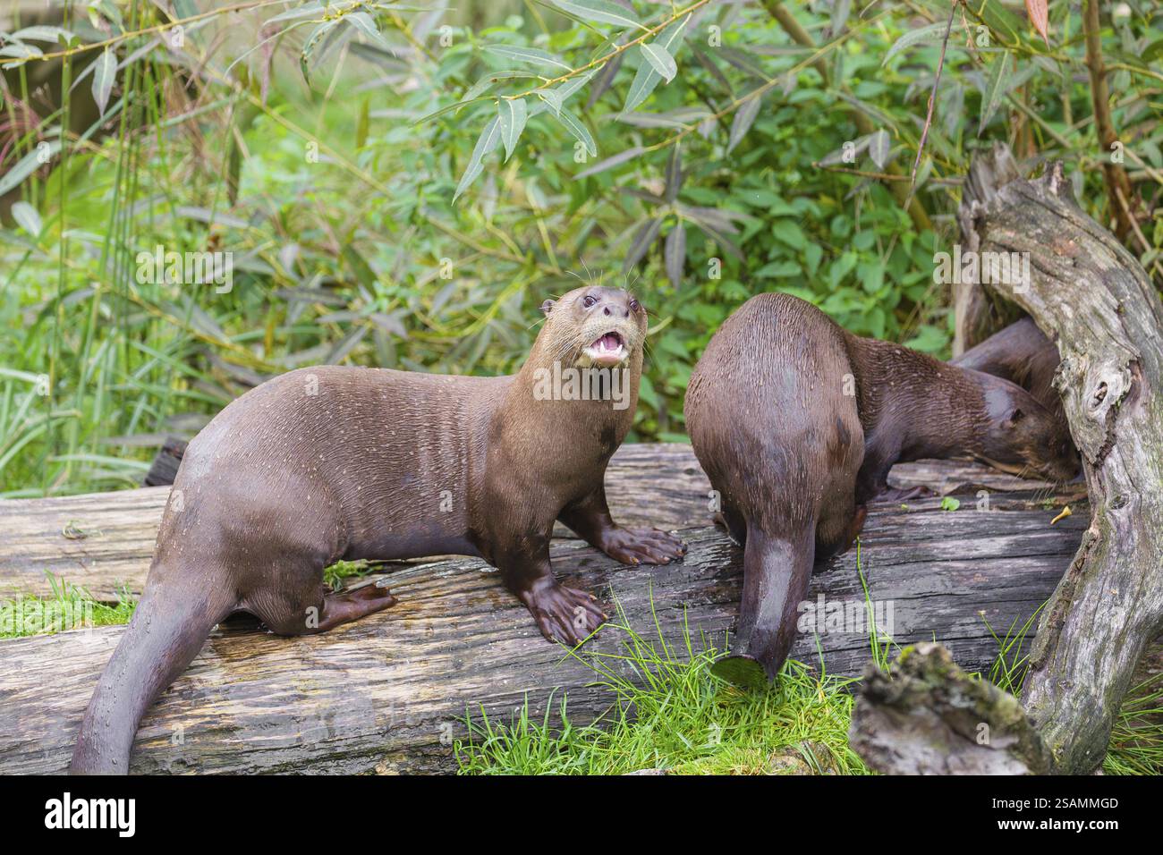 Three giant otter or giant river otter (Pteronura brasiliensis) play on ...