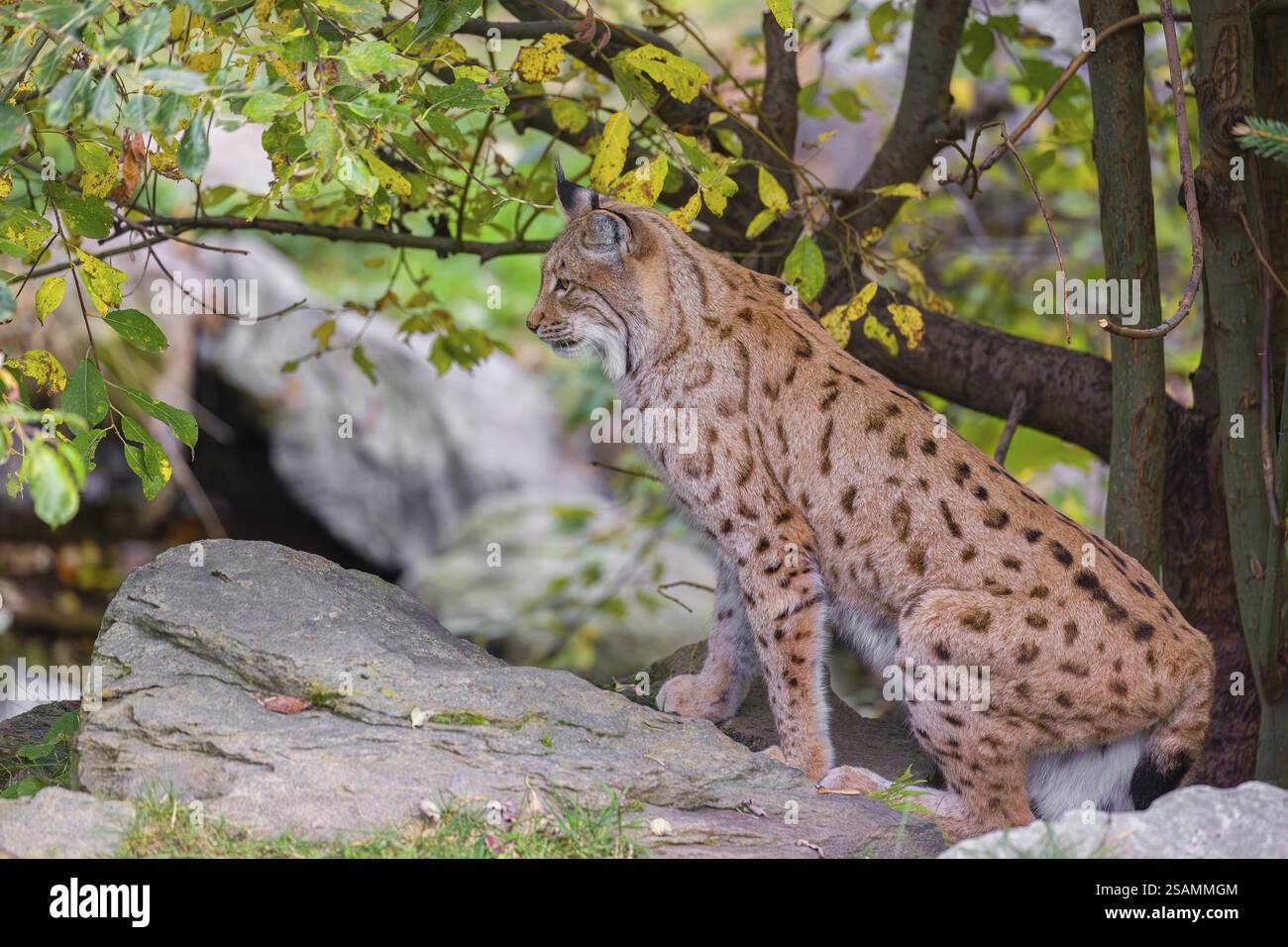 A Eurasian lynx (Lynx lynx) sits on a rock under a bush Stock Photo - Alamy