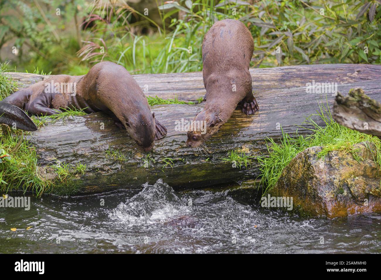 Two giant otter or giant river otter (Pteronura brasiliensis) play on a ...