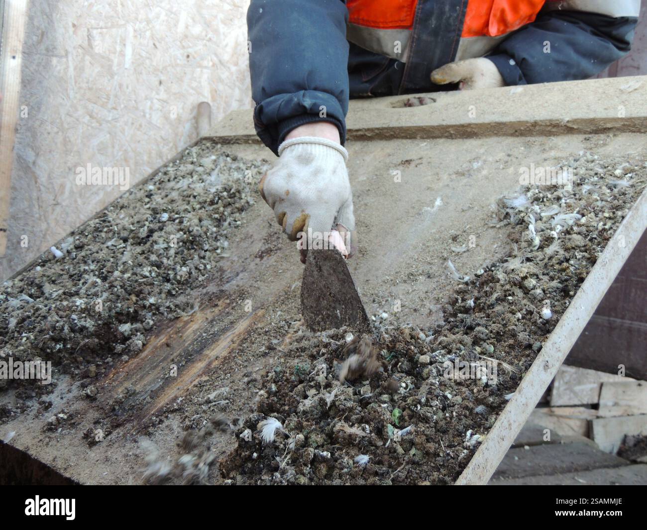 farm worker's gloved hands scrape bird droppings off metal tray into iron box with old trowel ...