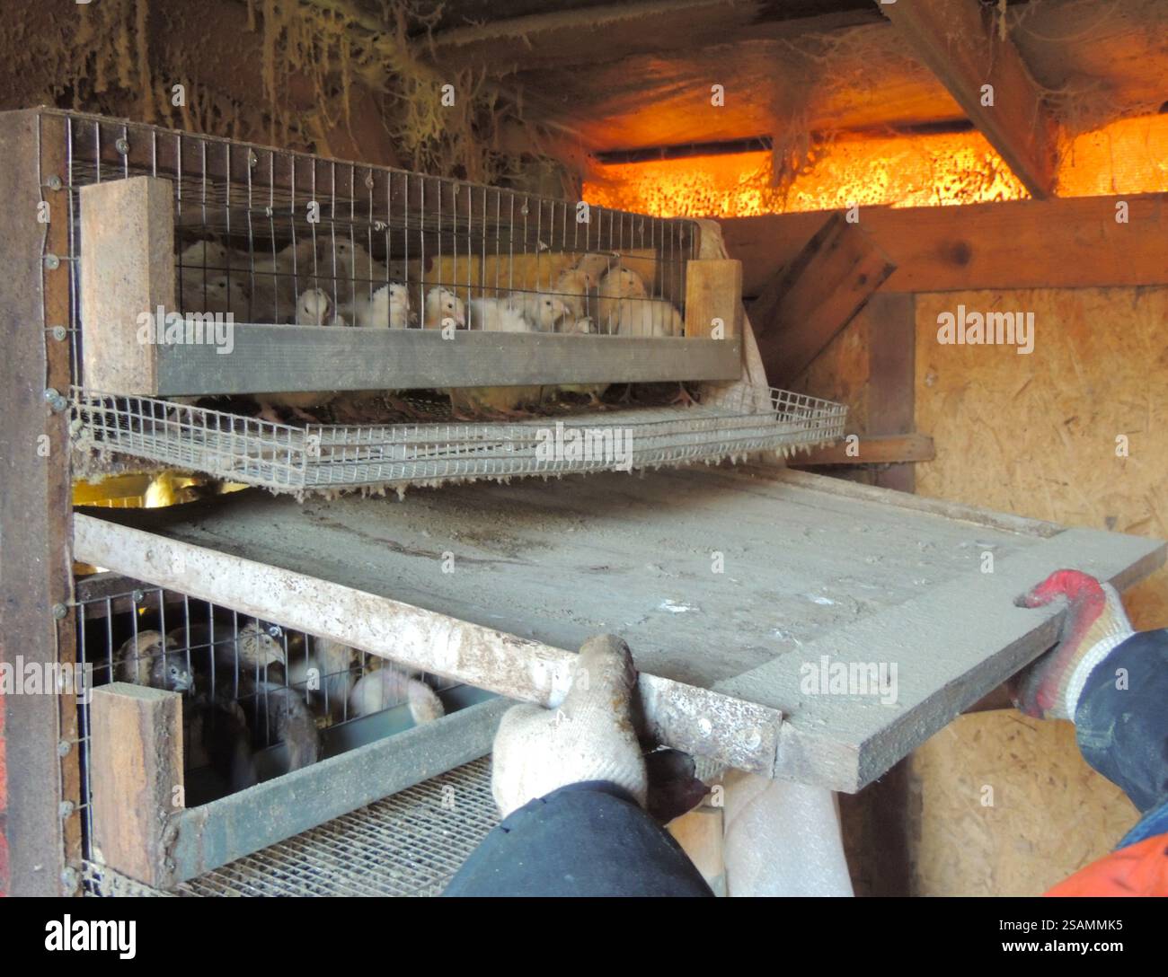 farmer hands placing clean iron tray under mesh cage with domestic ...