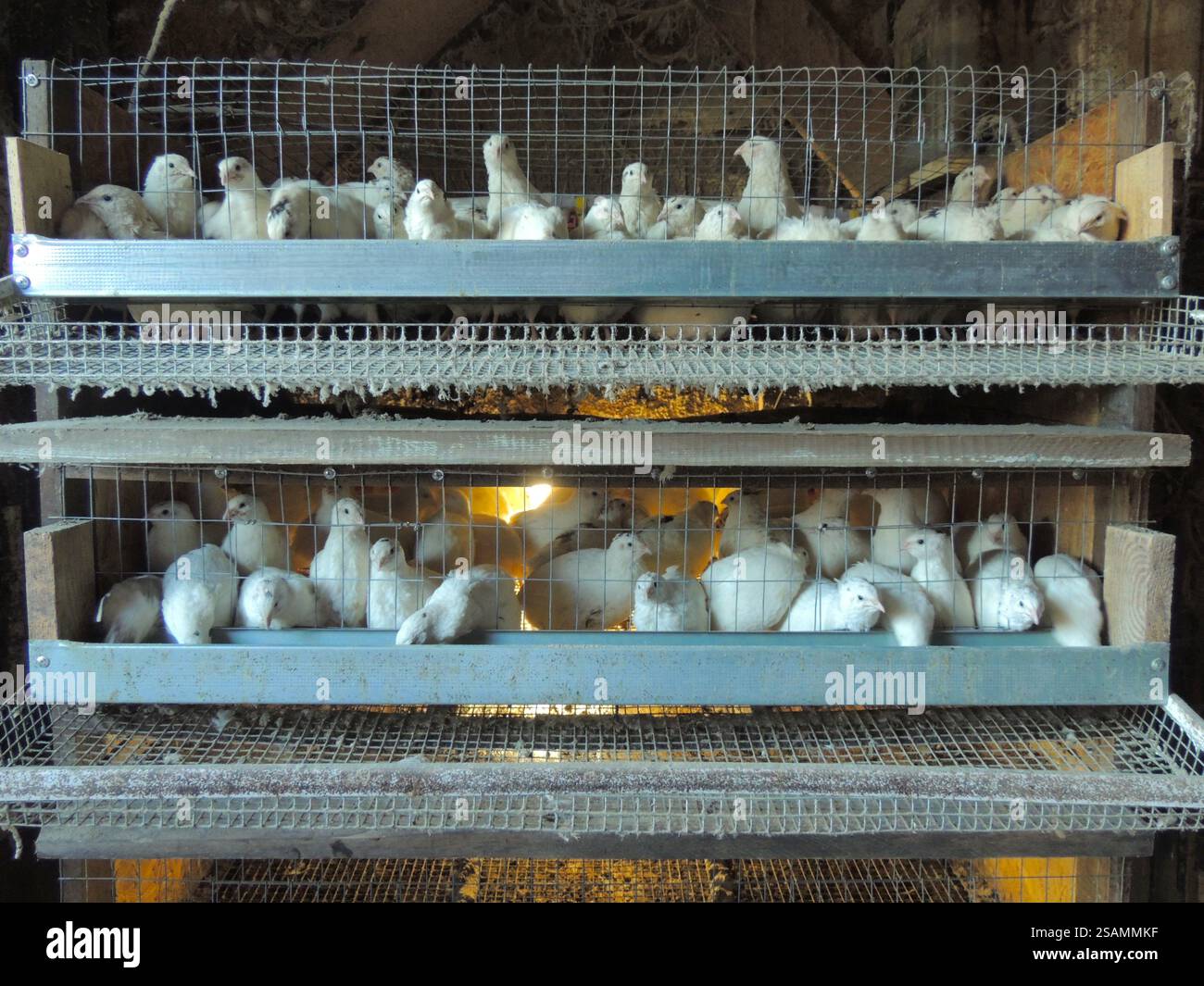 multi-level cage with white quails on a farm in a chicken coop, keeping ...