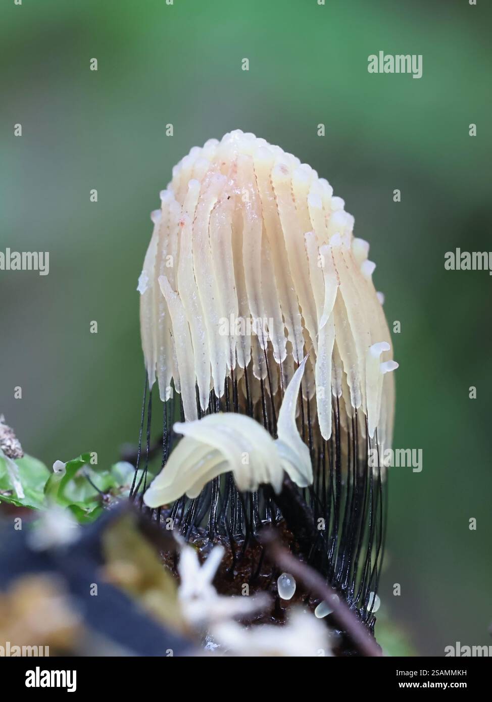 Stemonitis axifera, known as the chocolate tube slime mold, myxomycete ...