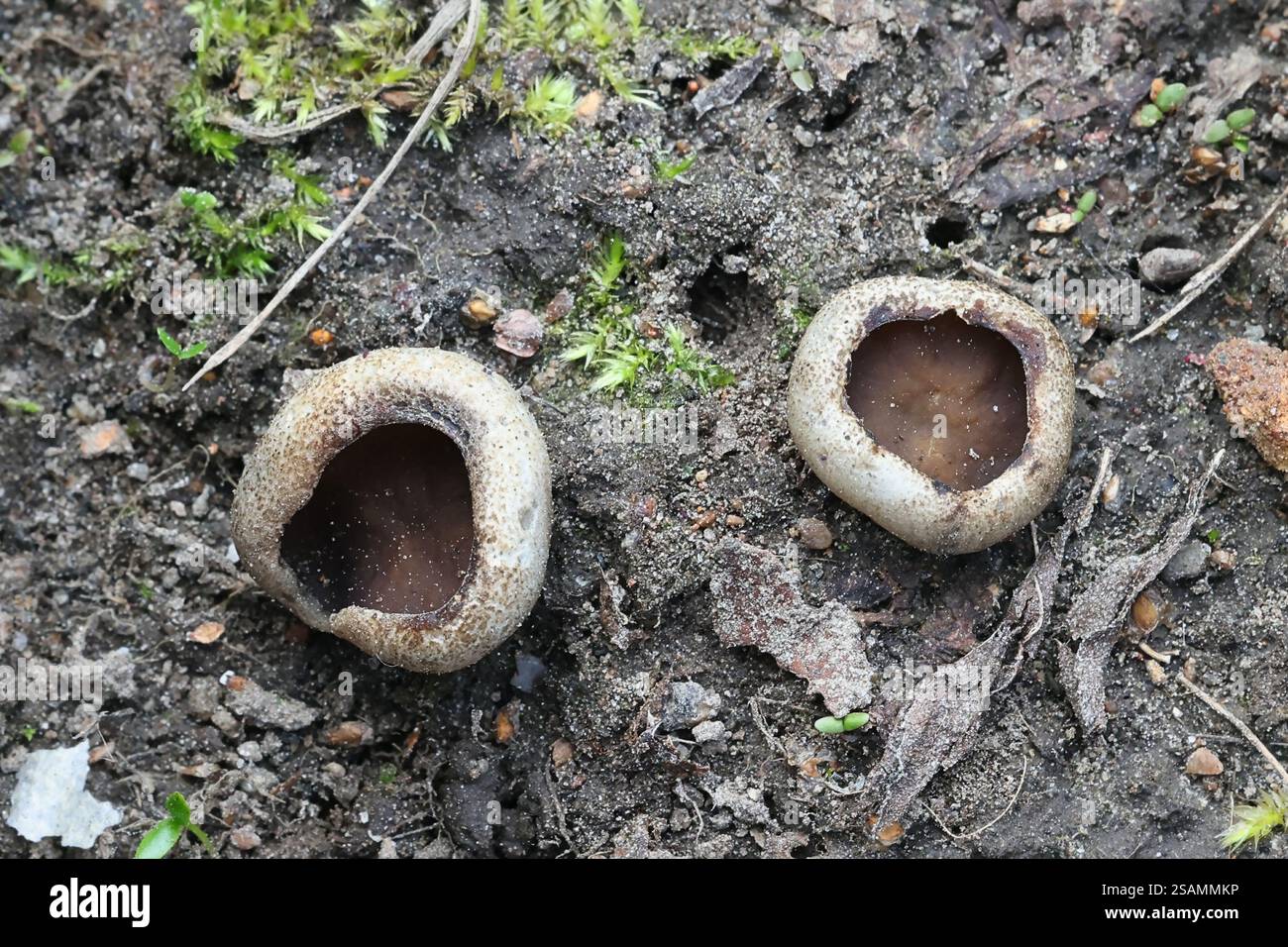 Disciotis venosa, commonly known as the bleach cup, veiny cup fungus ...