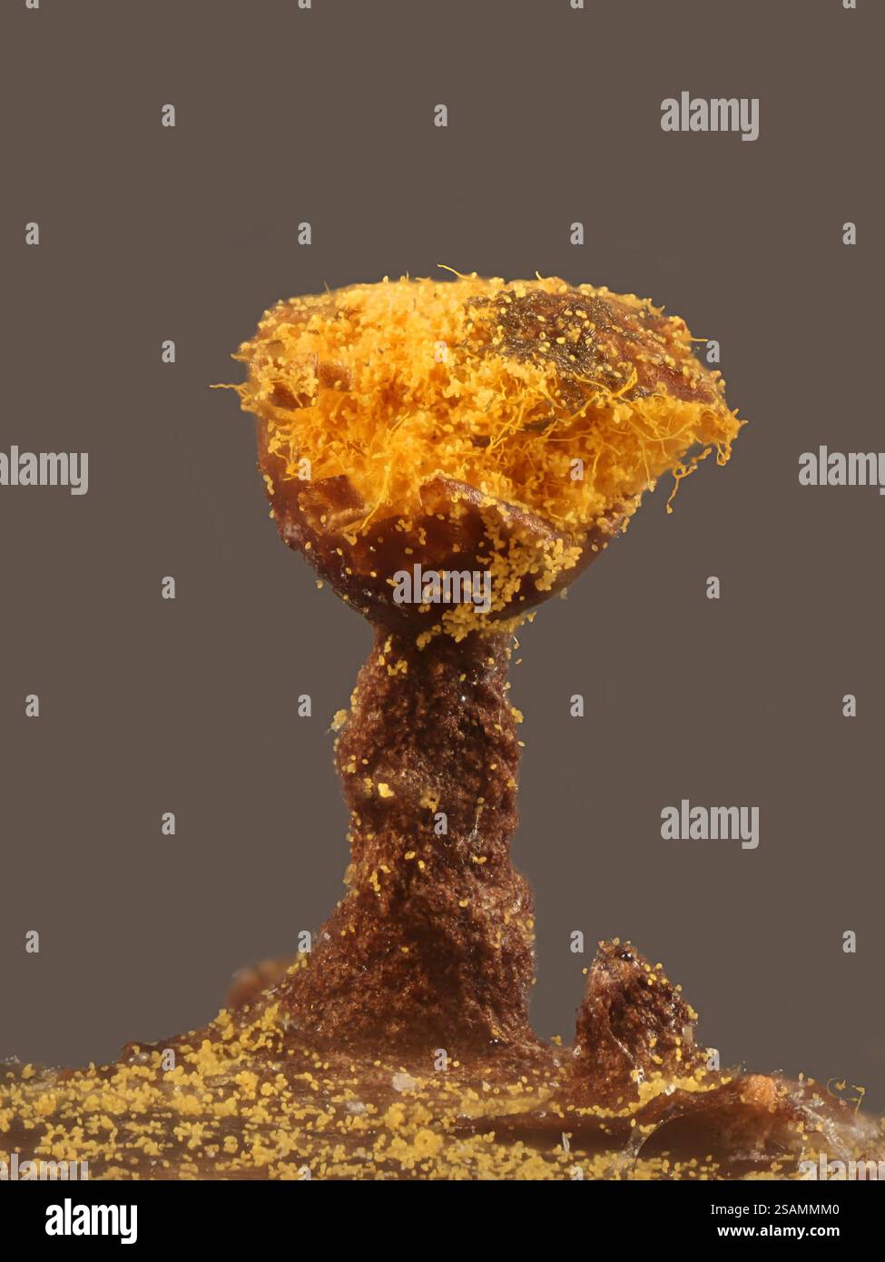 Trichia erecta, slime mold from Finland, microscope image of sporocarp ...