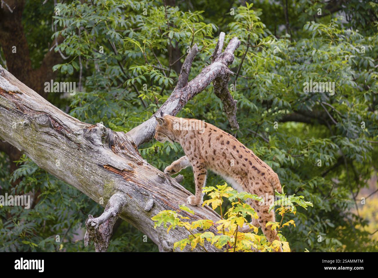 A Eurasian lynx (Lynx lynx) runs up a dead tree lying at an angle ...
