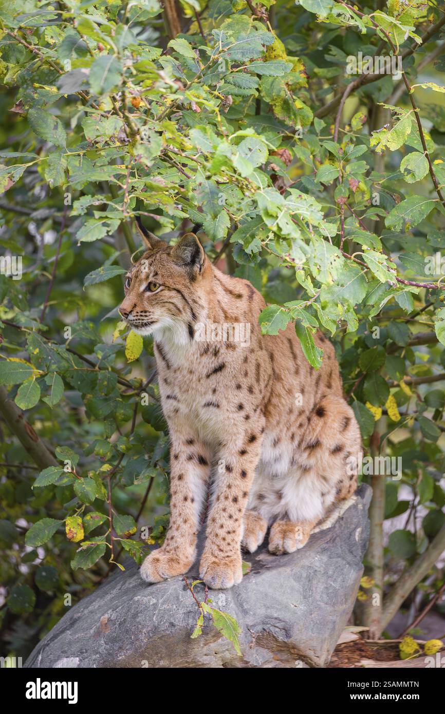 A Eurasian lynx (Lynx lynx) sits on a rock under a bush Stock Photo - Alamy