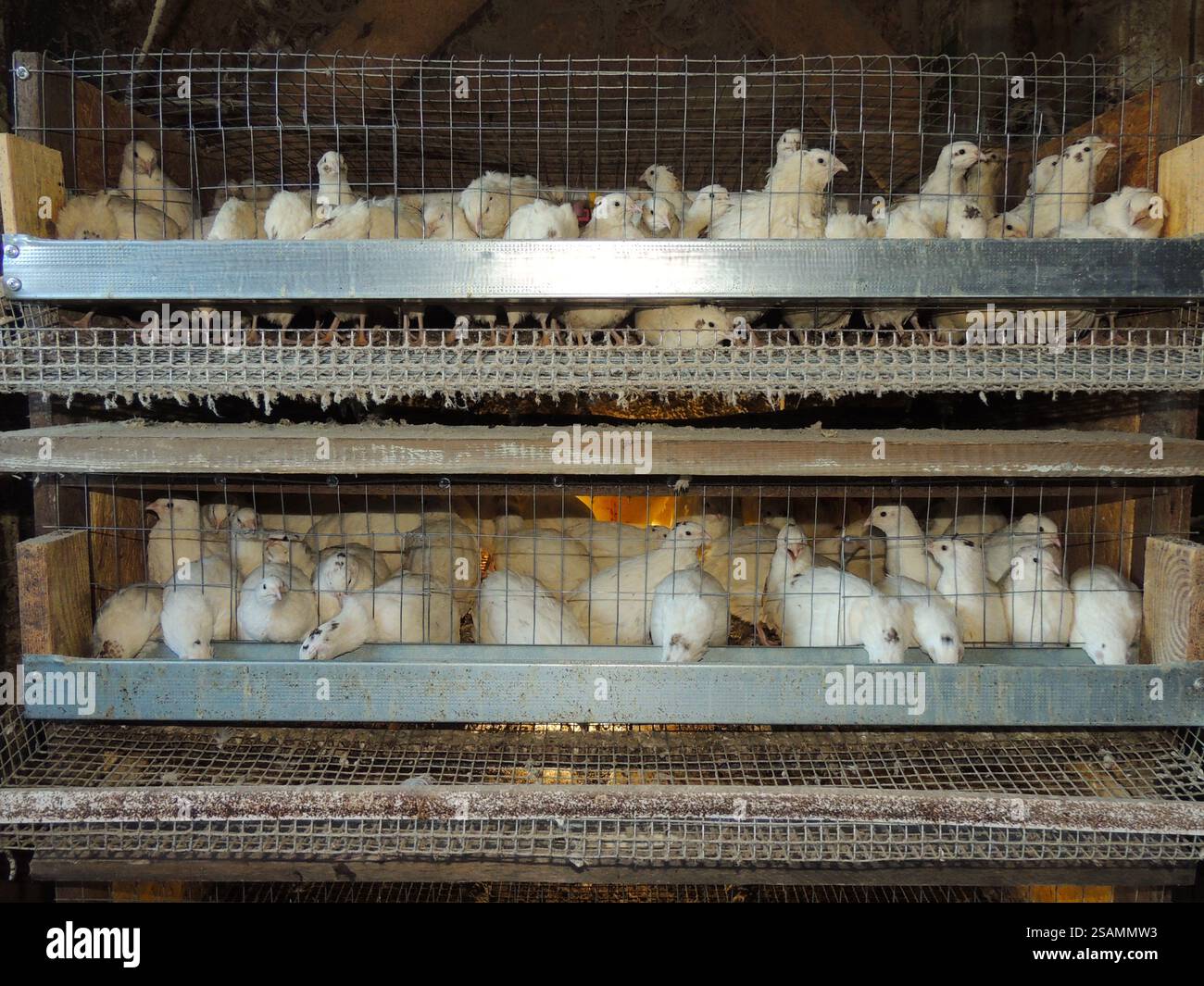 multi-tiered cage with domestic white quails with small lighting and ...
