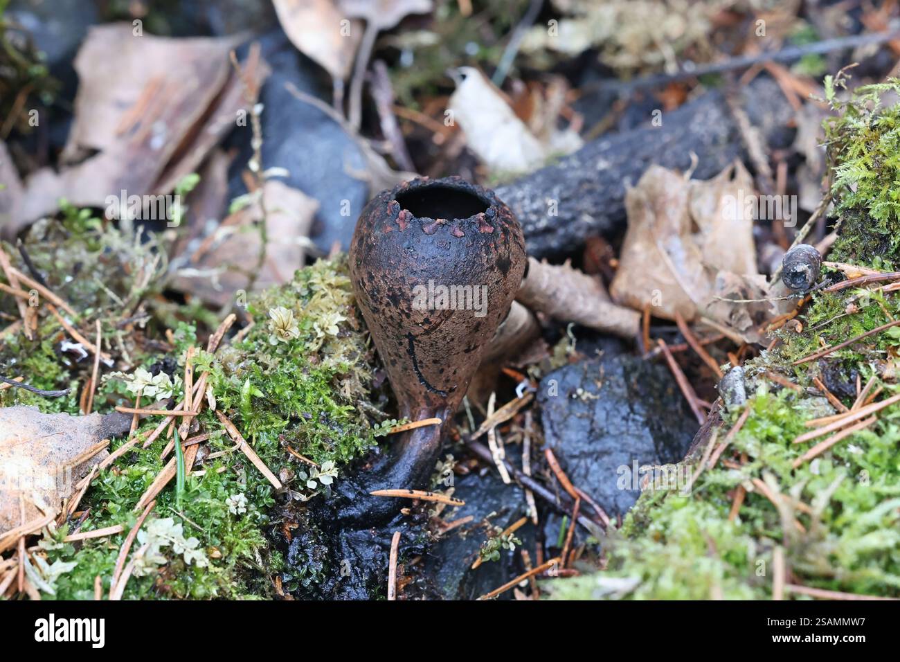 Urnula craterium, commonly known as the devil's urn or the gray urn ...