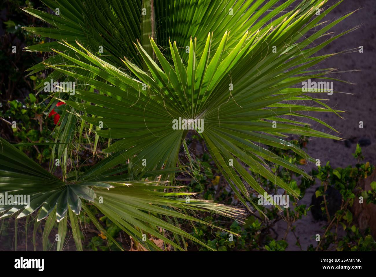 Palm Tree leaves in Cape Verde, Africa Stock Photo - Alamy