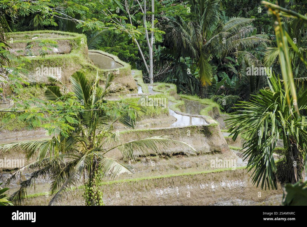 Close-up of lush rice terraces nestled among tropical vegetation in ...
