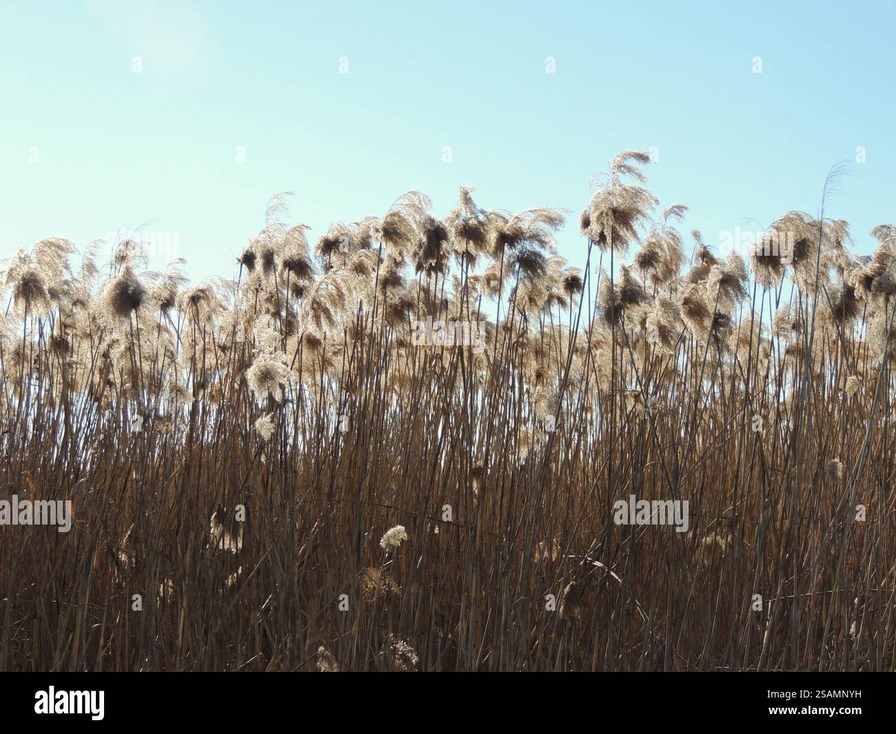 Field dry grass seeds fluttering hi-res stock photography and images ...
